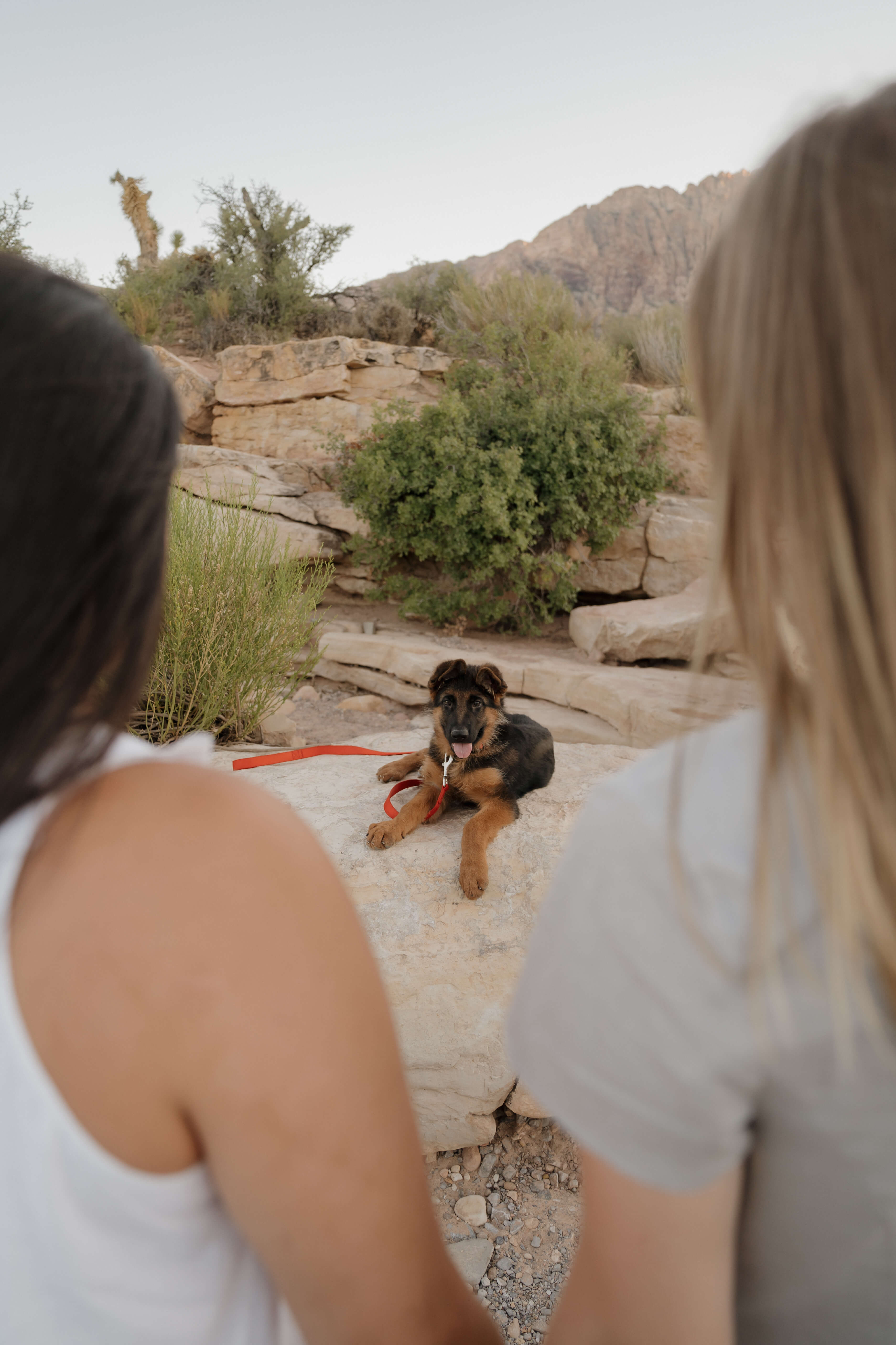 Desert Couples Session With a German Shepherd Puppy - Jenni Photo Co.